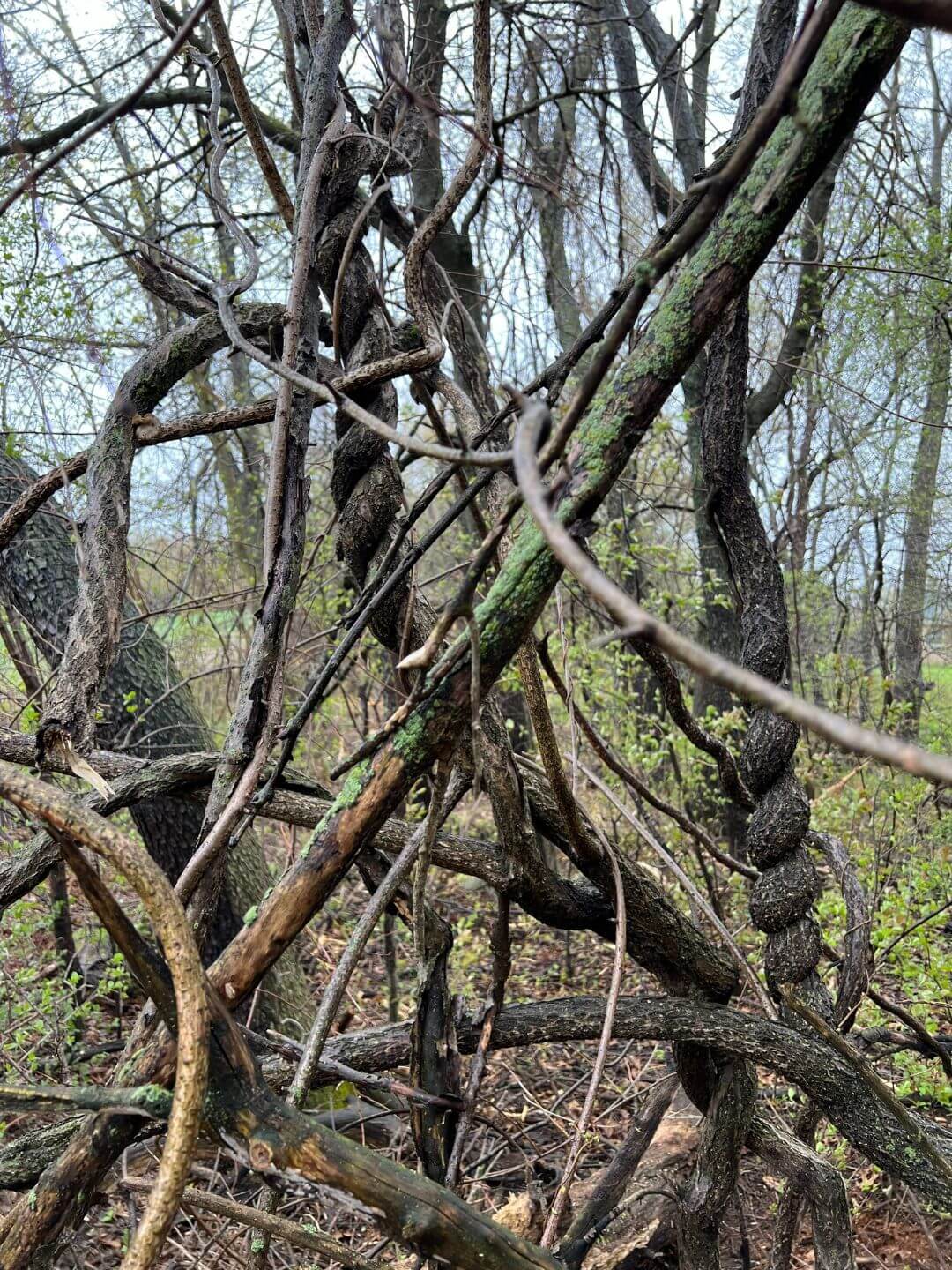 Brush Cutting (Videos & Photos) - Chuck's Fence